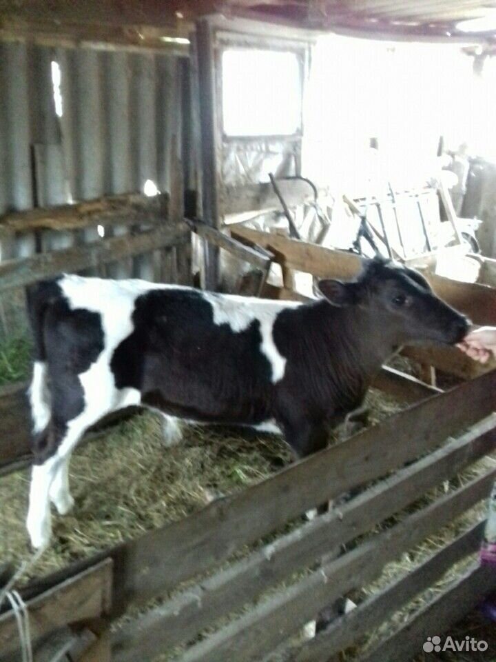 Бычок 2 месяца