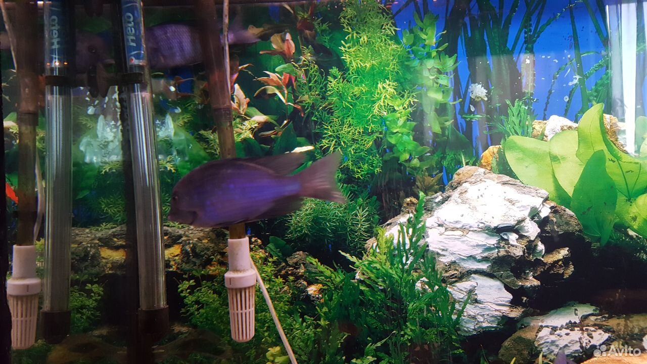 Обменяю Голубого дельфина