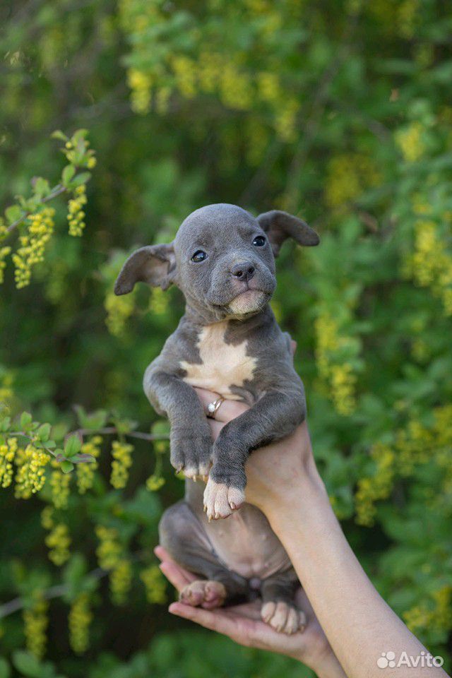 Амстаффик красотка голубойокрас