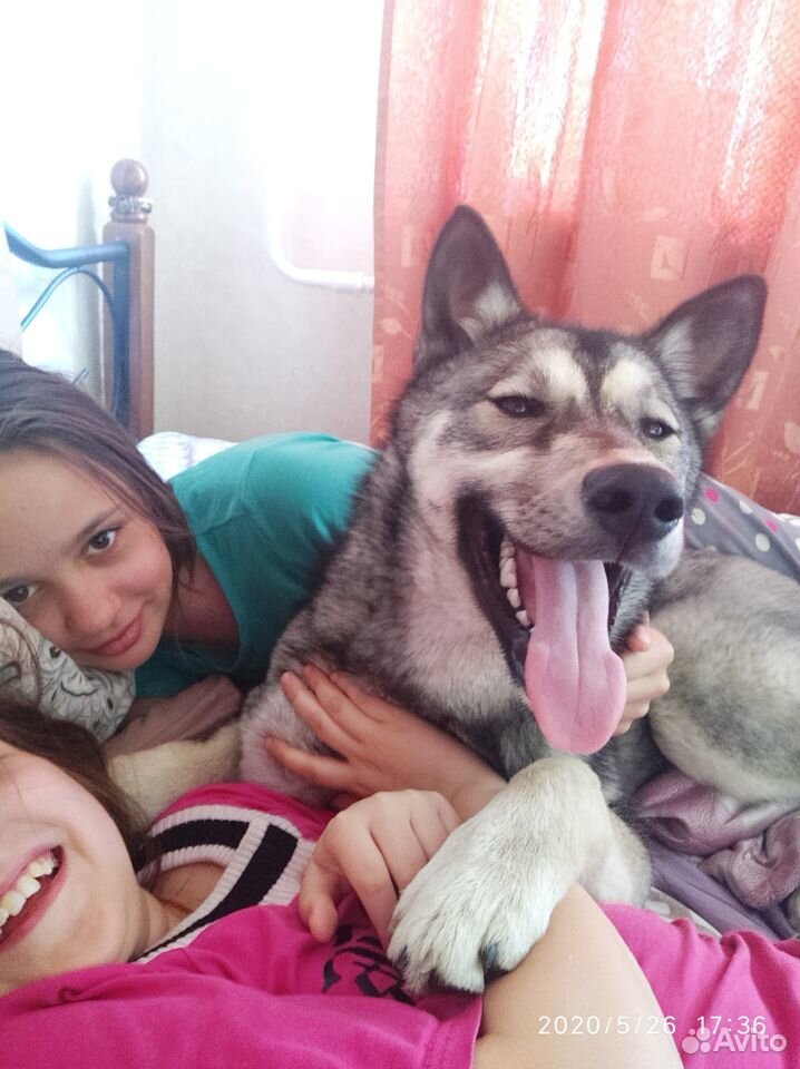 Умница и красавица Лиса ищет дом. Метис лайки 10 м