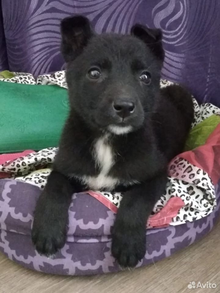 Щенок бесплатно