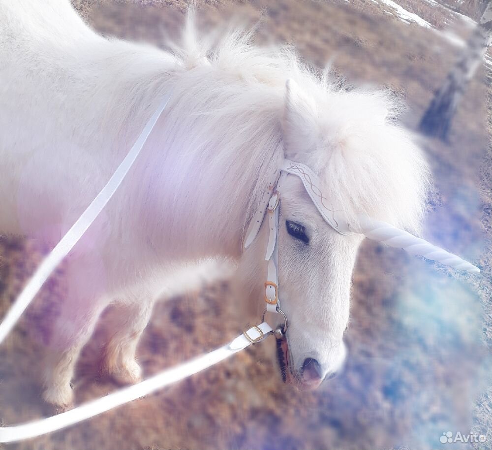 Шетландский пони