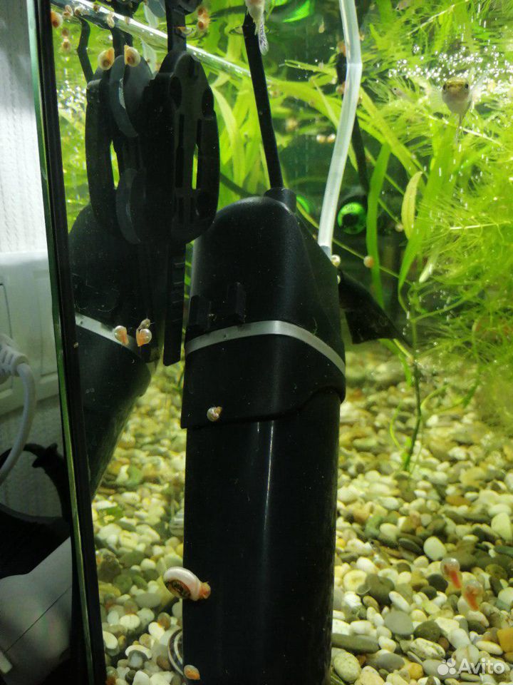 Улитки розовые катушки