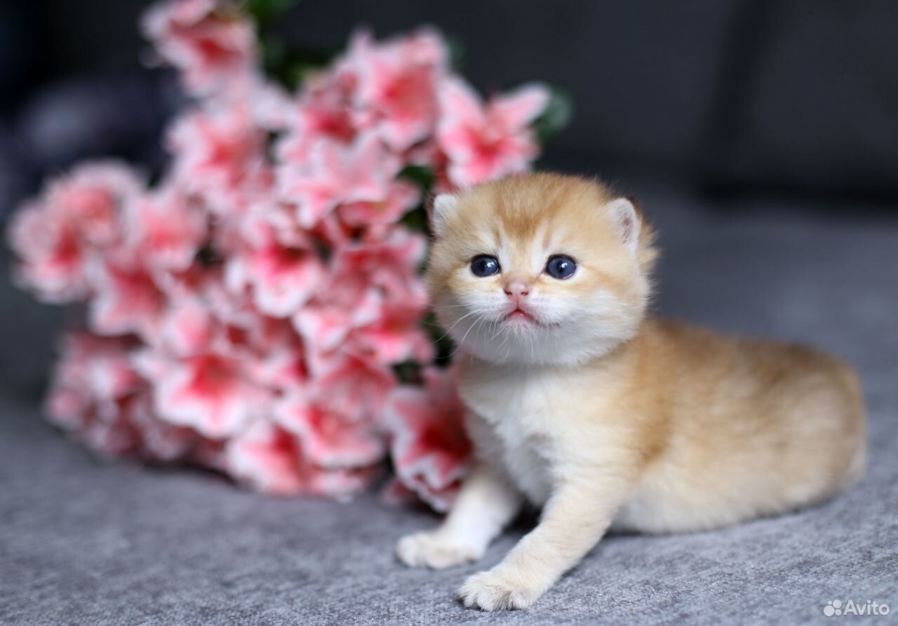 Золотая британская шиншилловая кошечка