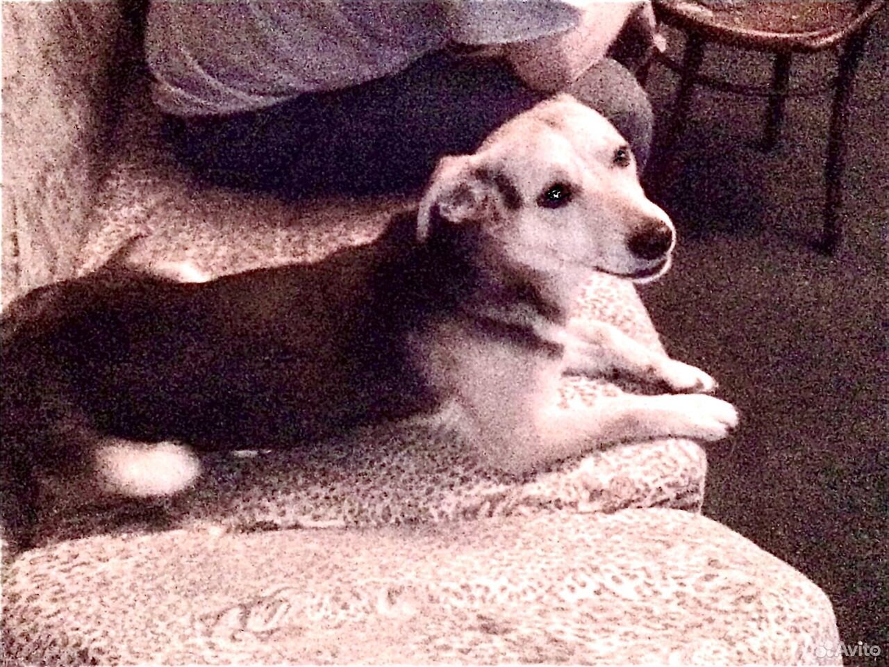 Миниатюрный молодой мальчишка