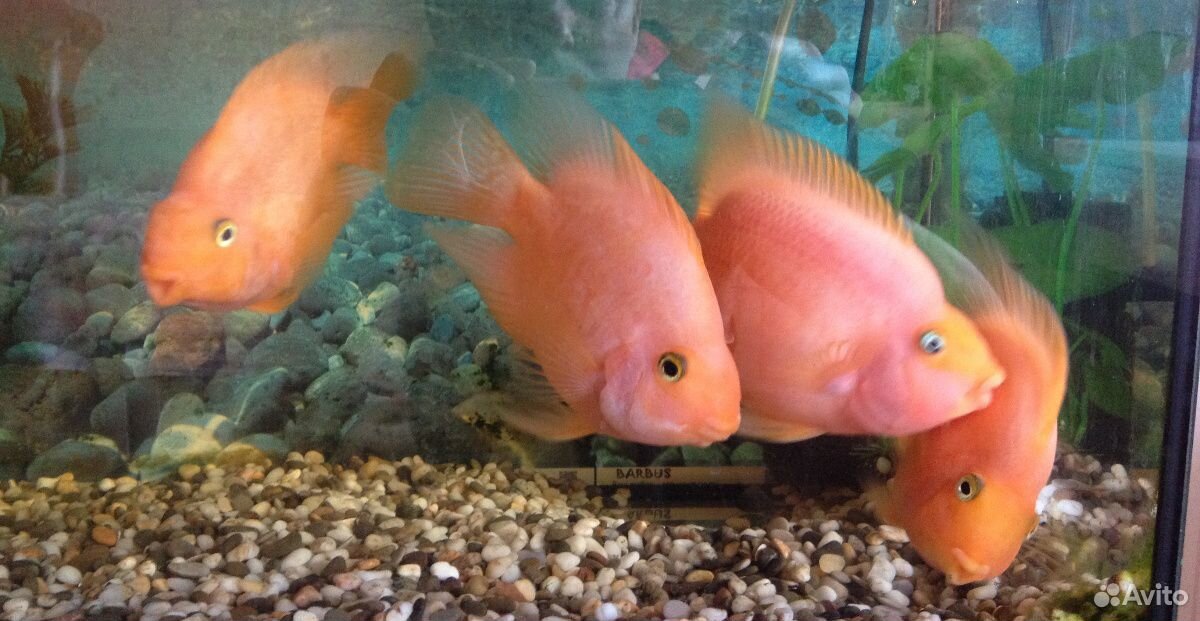Рыбы красные попугаи