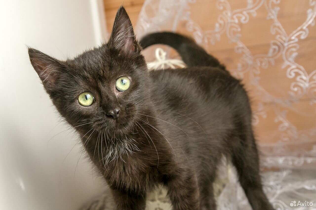 Котенок Лагуна 2 мес. Ласковая и ручная. Привита