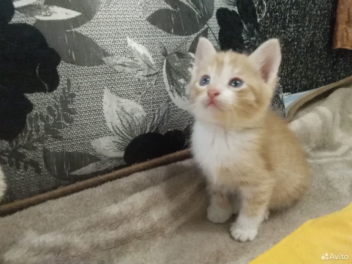 Котёнок в дар