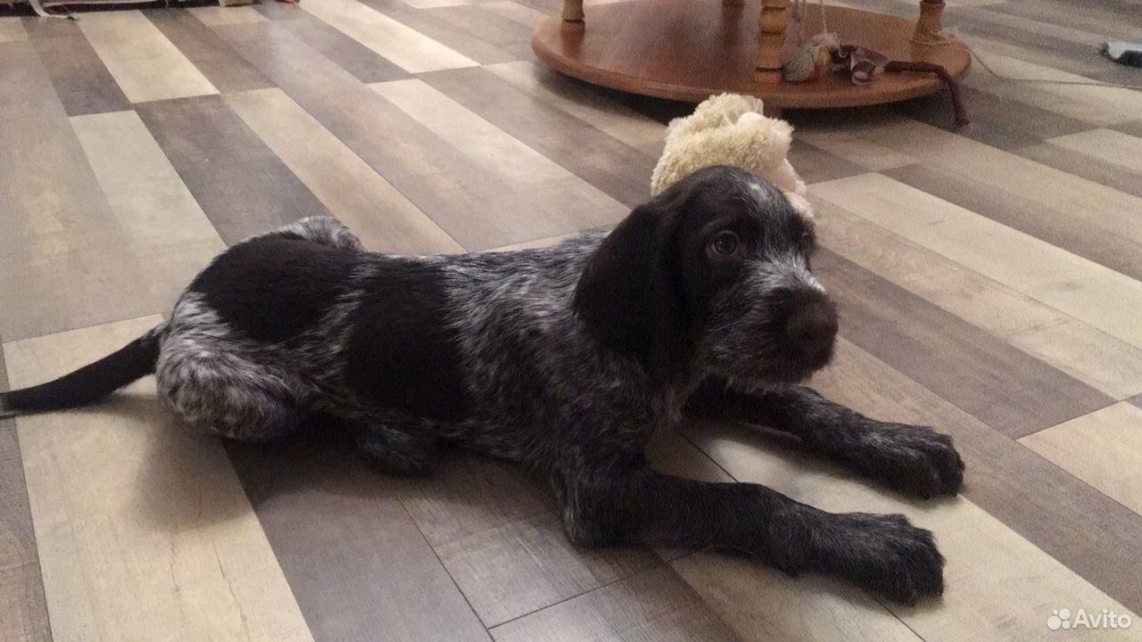 Щенок Немецкого Дратхаара