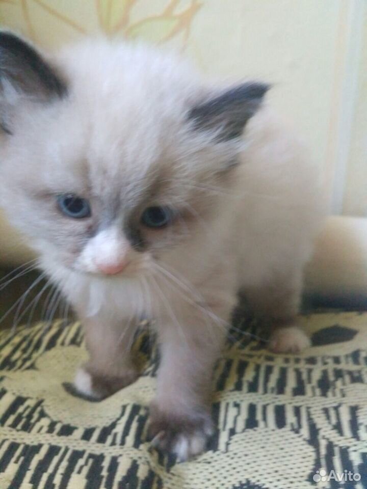 Миленький котеночек