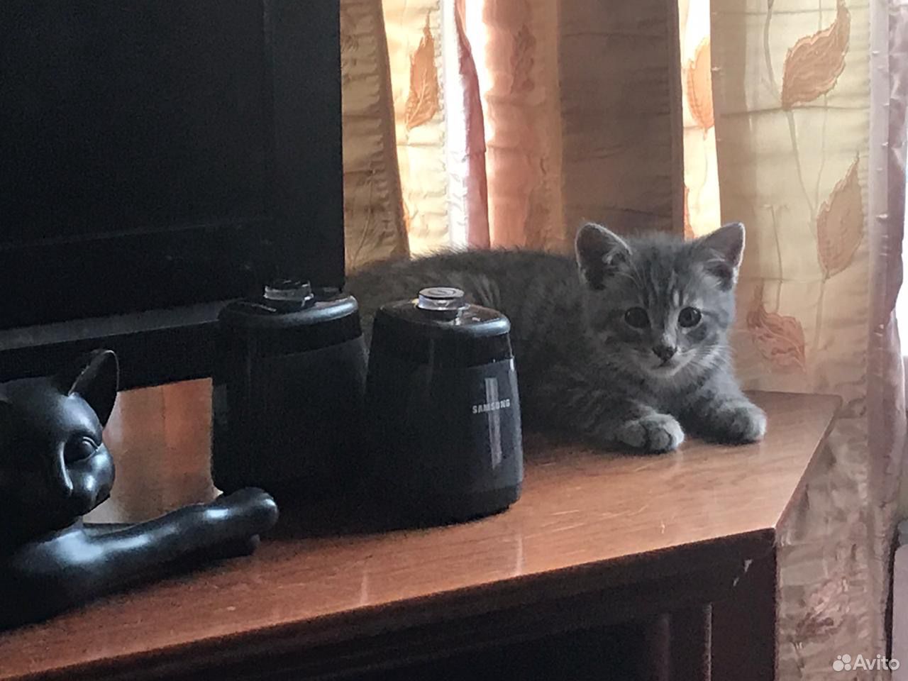 Серьезный Дымок ищет дом