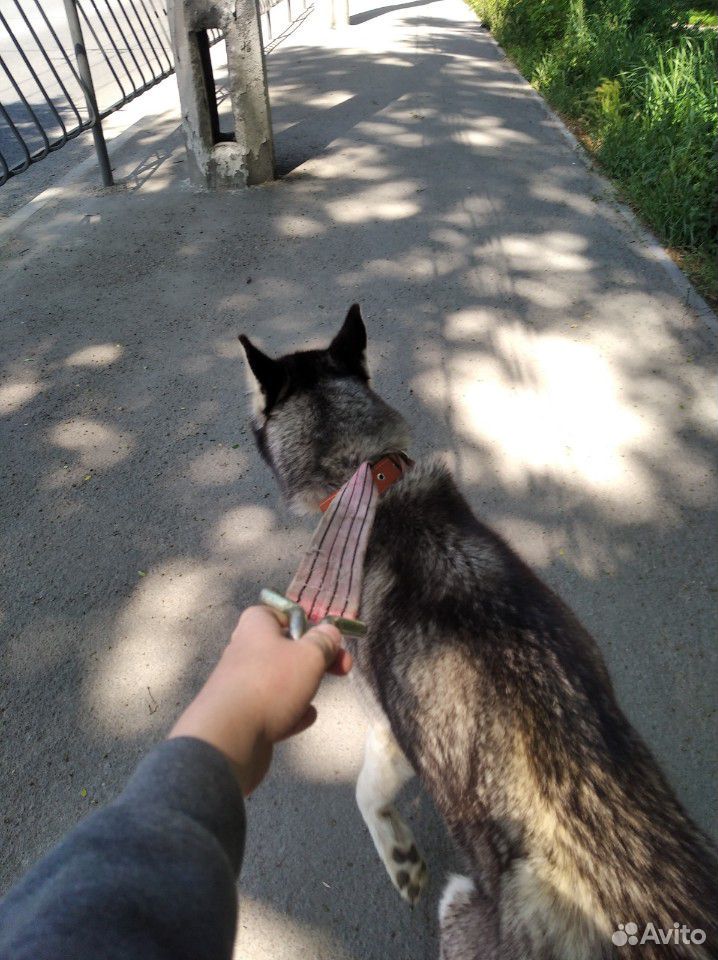 Возьму хаски на вязку кабеля