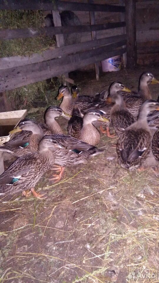 Подсадные утки