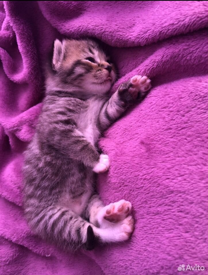 Кошка котёнок вислоухий шотландский