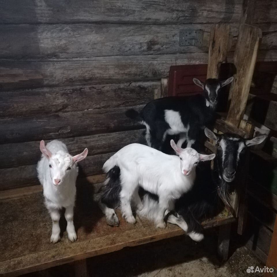 Продам зааненских козочек
