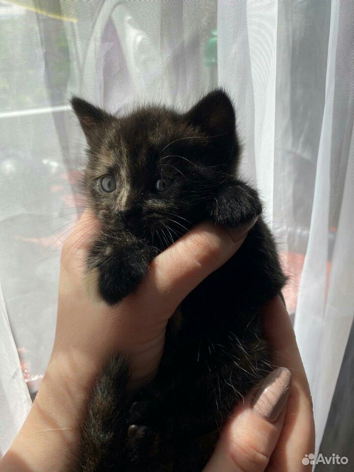 Кошечка