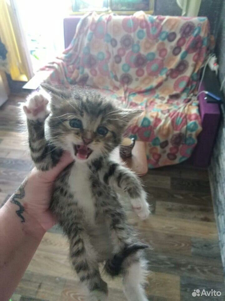 Кузенька в любящие ручки