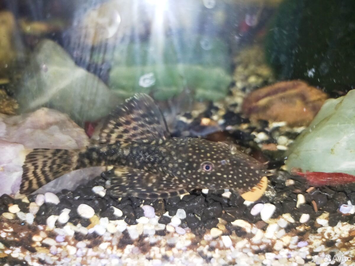 Сомик-прилипала анциструс