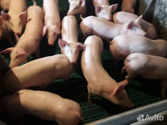 Поросята, свиньи всех пород и возрастов
