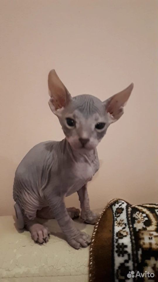 Канадский сфинкс