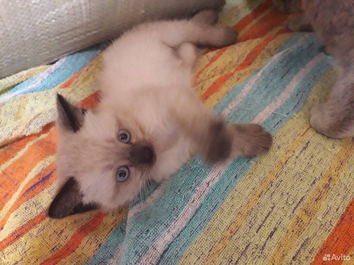 Котенок-мальчик