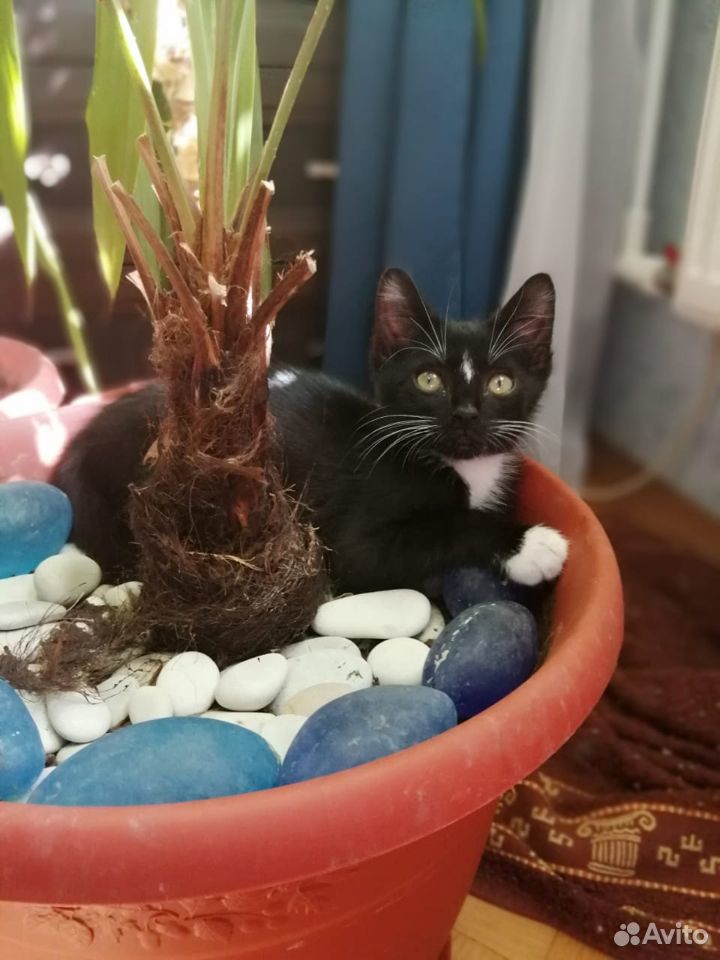 Котёнок в добрые руки