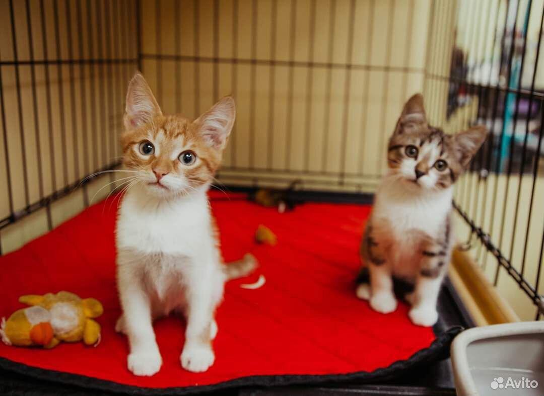 Котята в дар