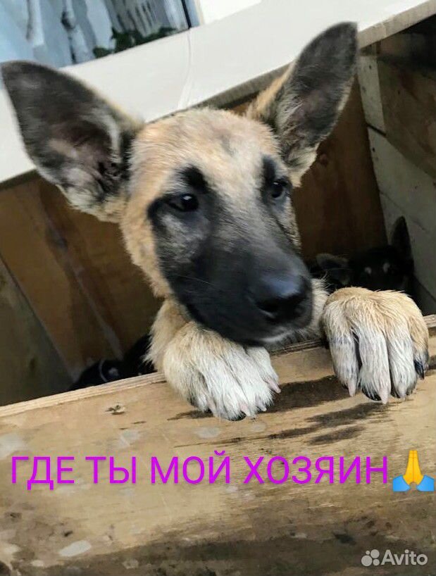 Ушастик метис