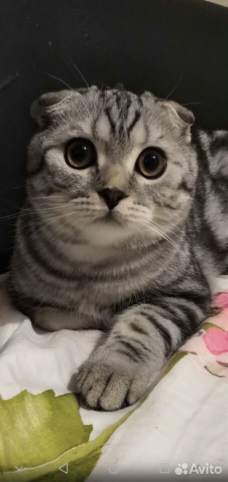 Шотландский вислоухий кот вязка