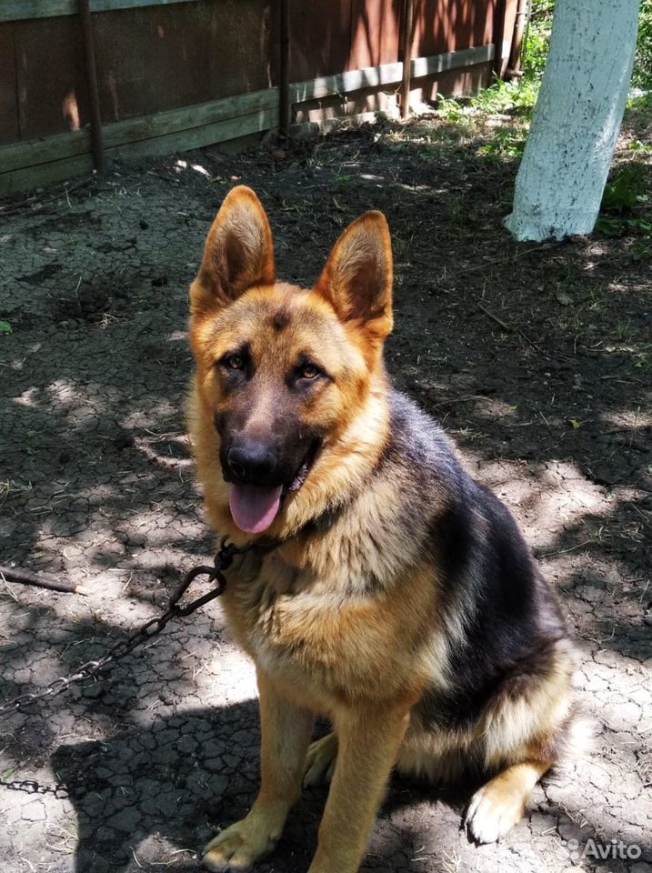 Немецкая овчарка