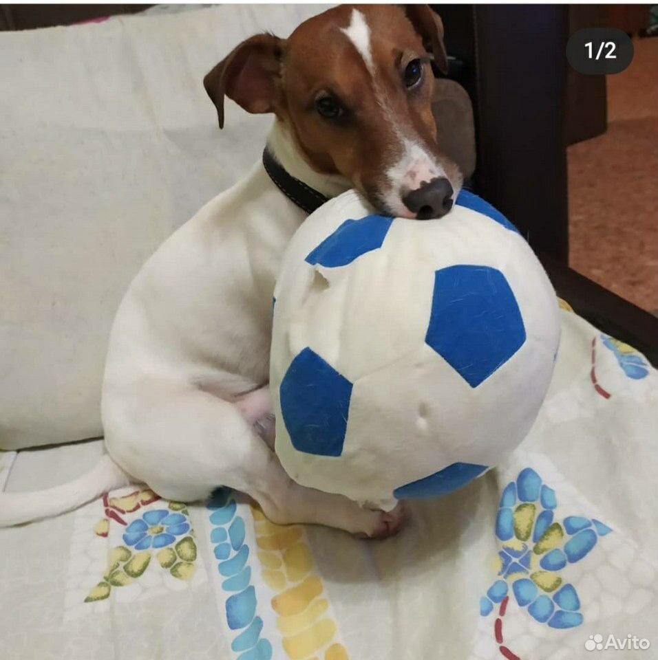 Ищу невесту /вязка