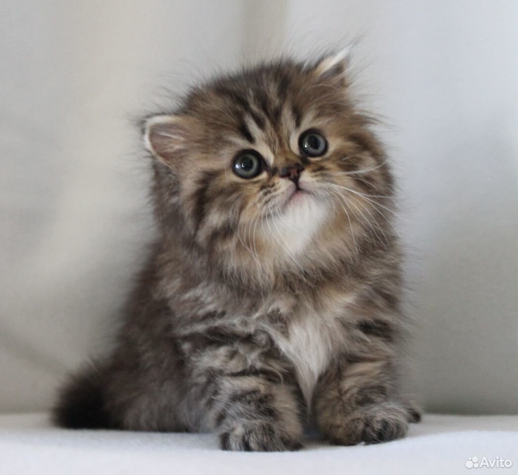 Породистая ласковая малышка Хайленд страйт