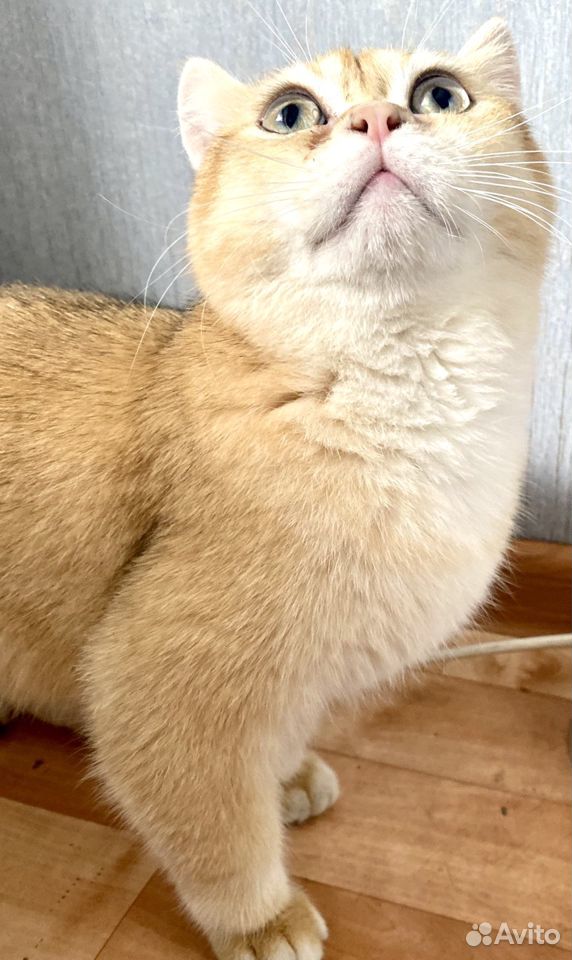 Британский котёнок золотая шиншилла