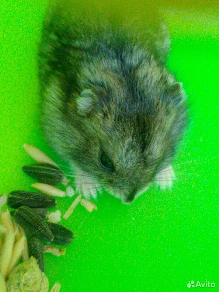 Продам хомячка