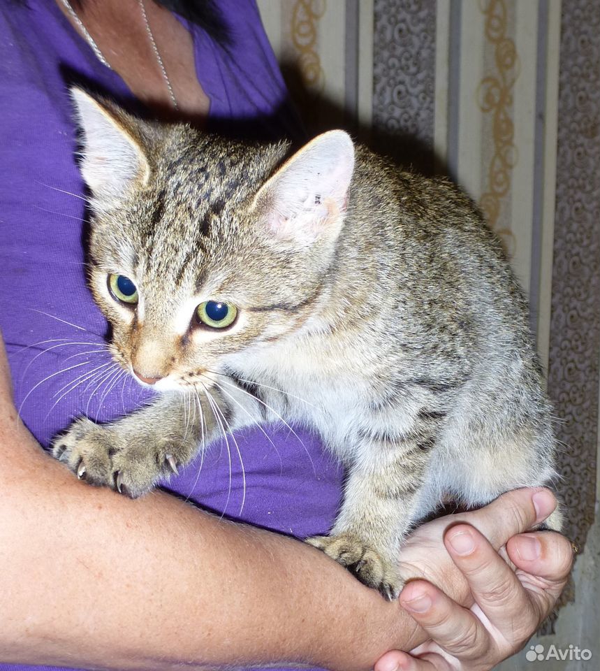 Котенок девочка в добрые руки