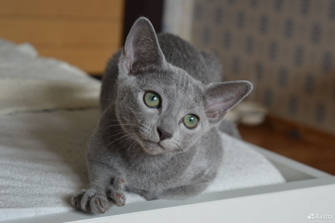 Котики