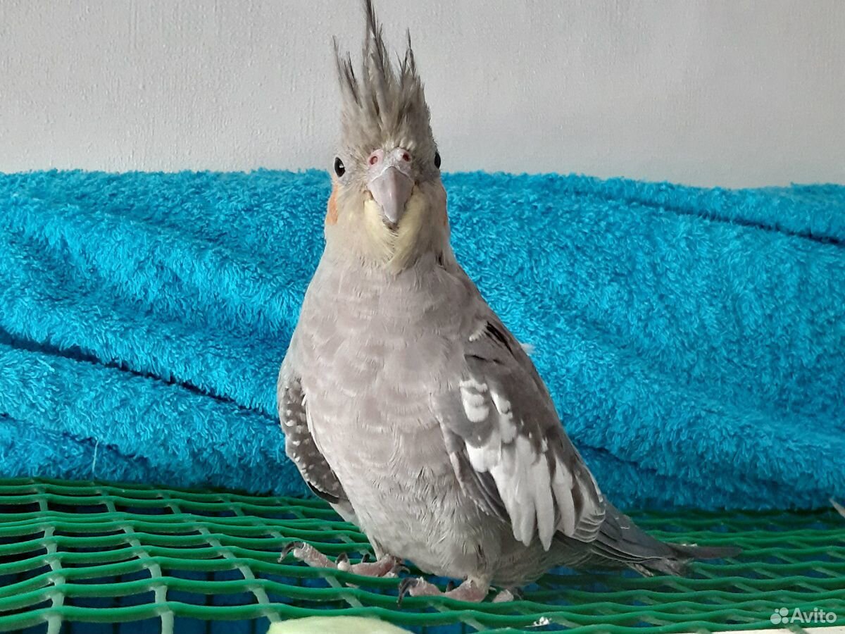Самочка кореллы