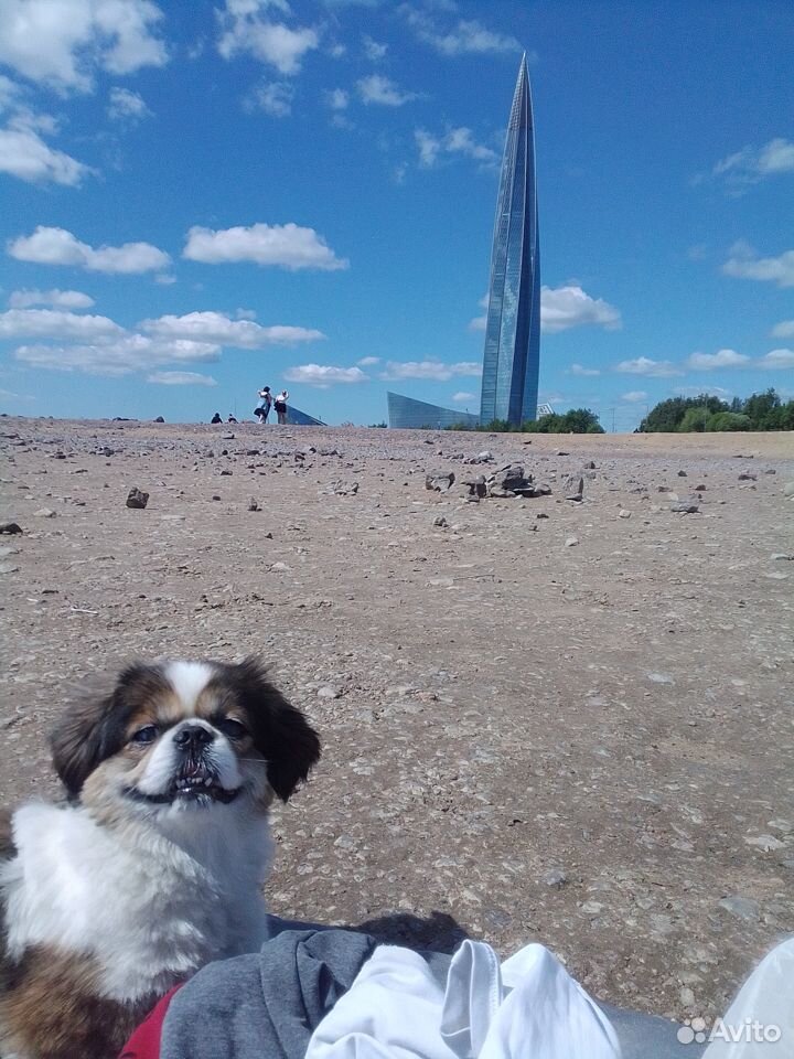 Пекинес