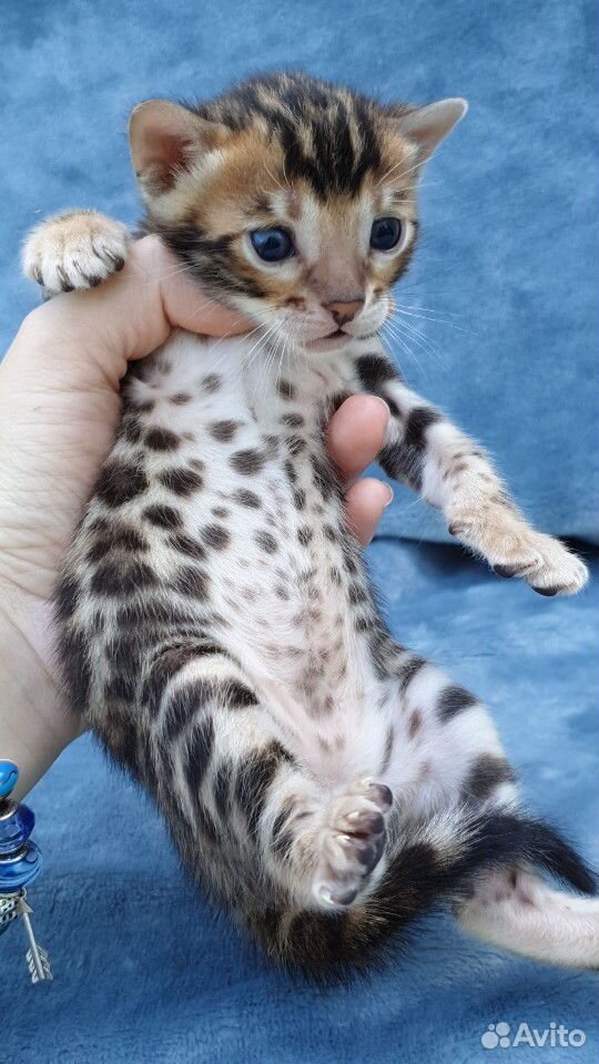 Бенгальские котята