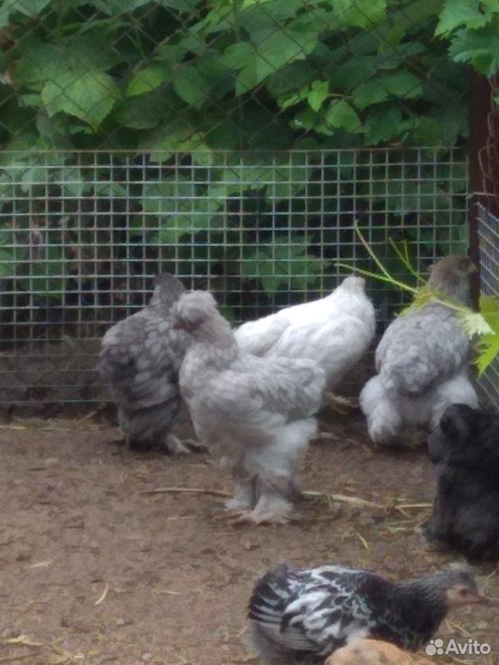 Цыпленок 1,5мес