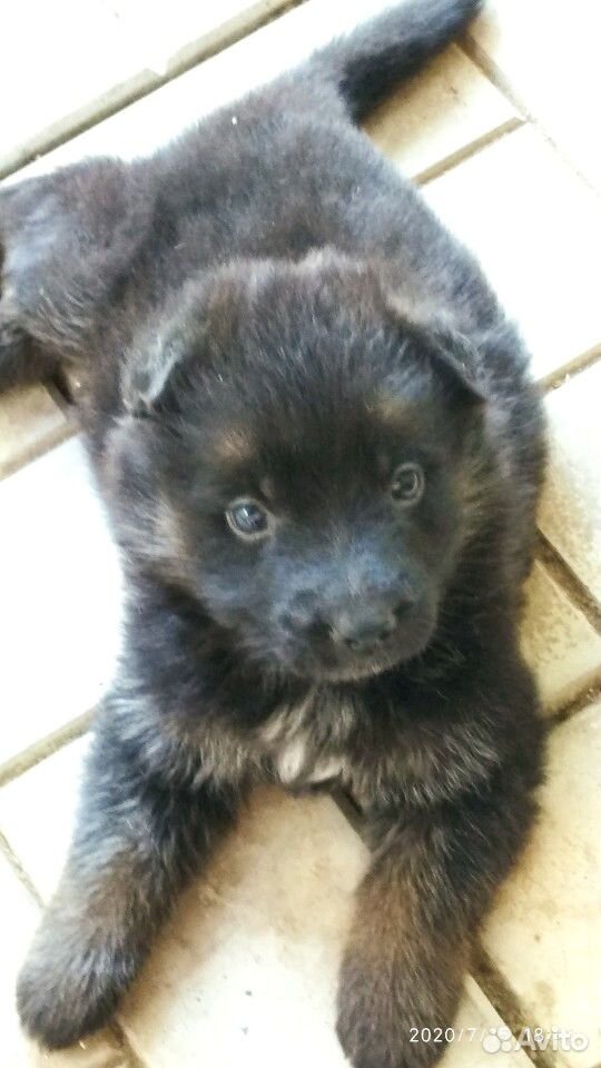 Немецкая овчарка