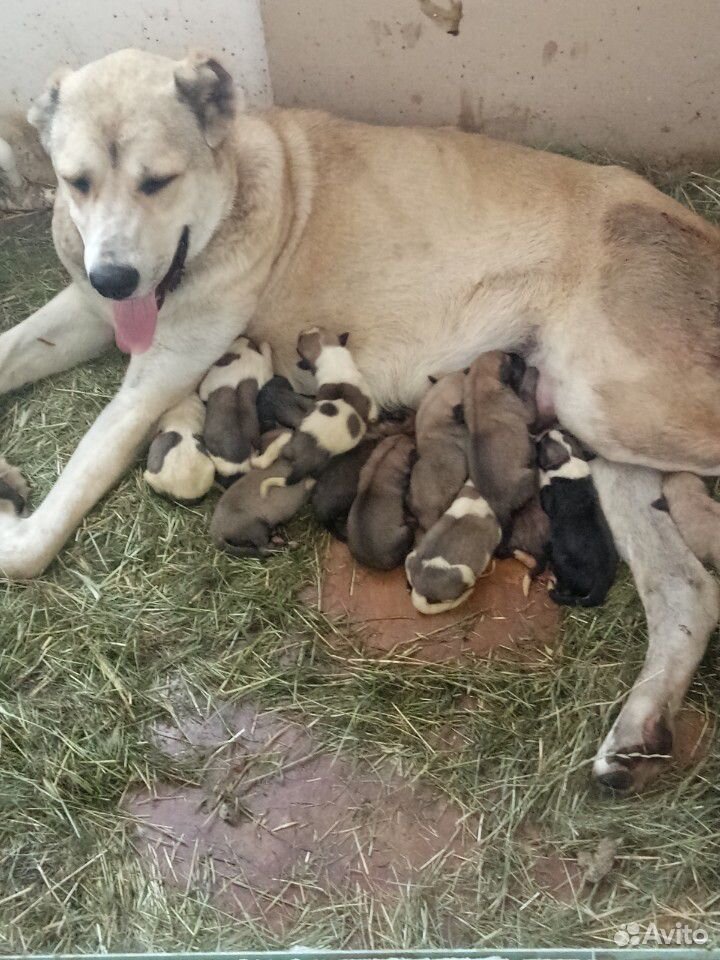 Среднеазиатская овчарка
