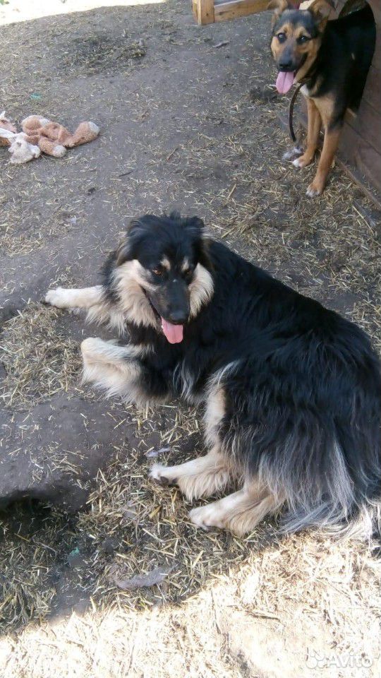 Собака бесплатно