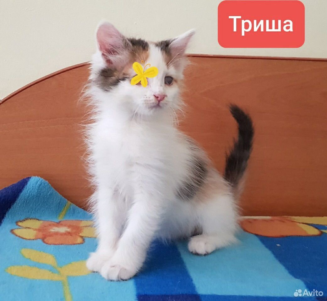 Котята