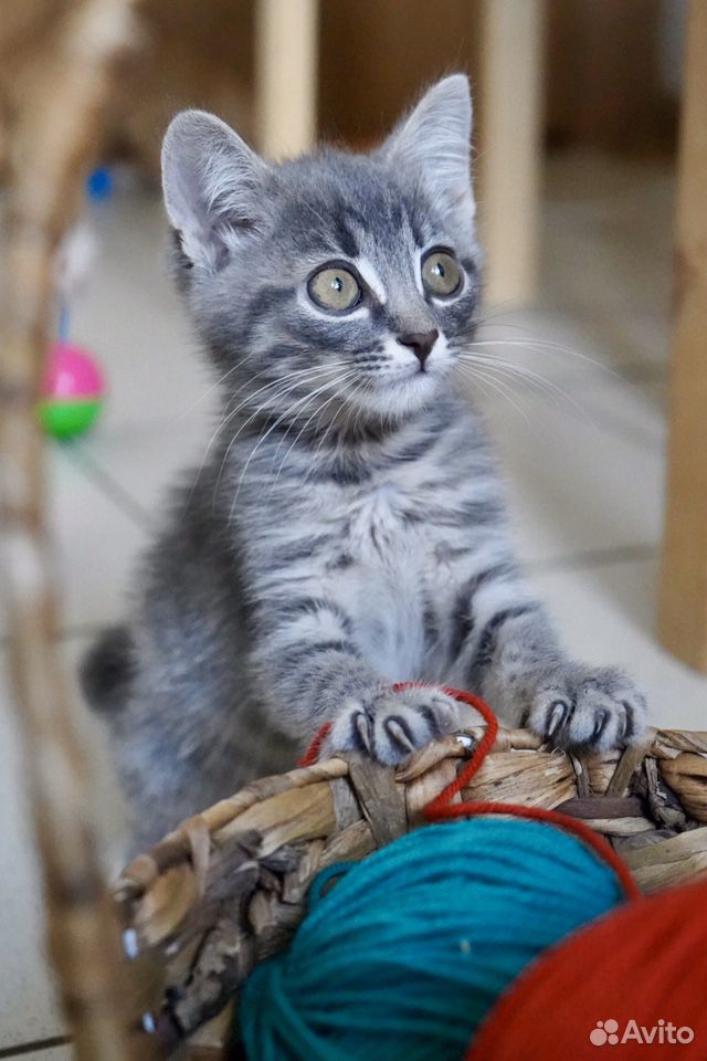 Котёнок