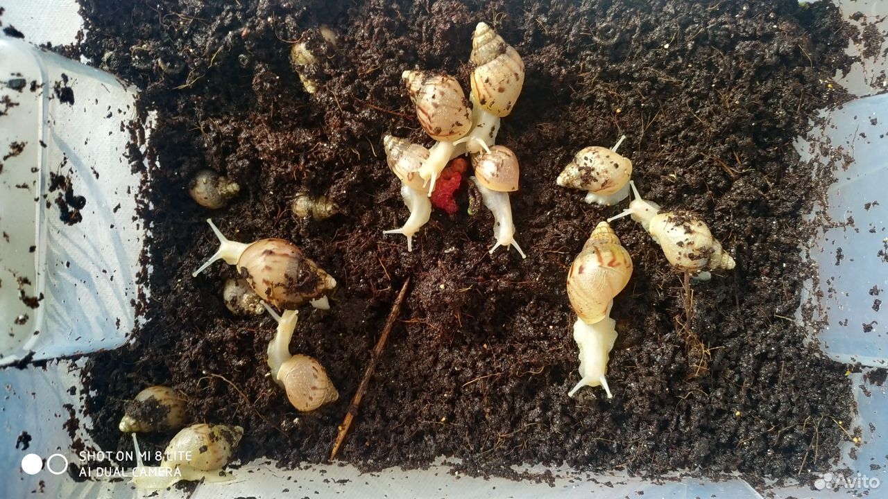 Улитки Ахатины