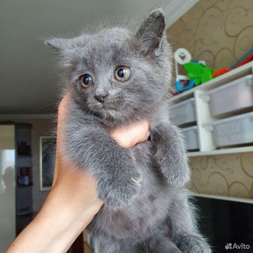 Серый котенок. Девочка. 1,5 месяца