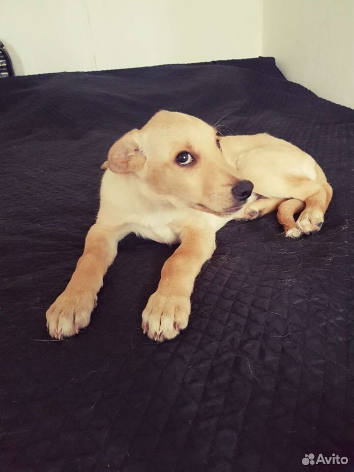 Щенок 4 месяца Пит в добрые руки