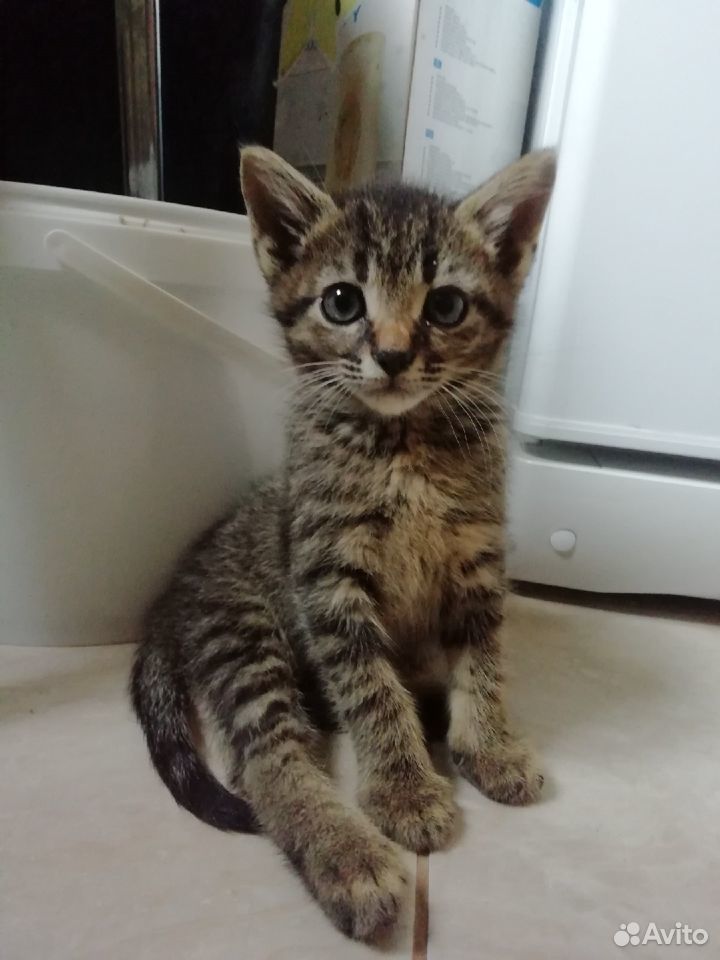 Котята Канаани (Ханаани)