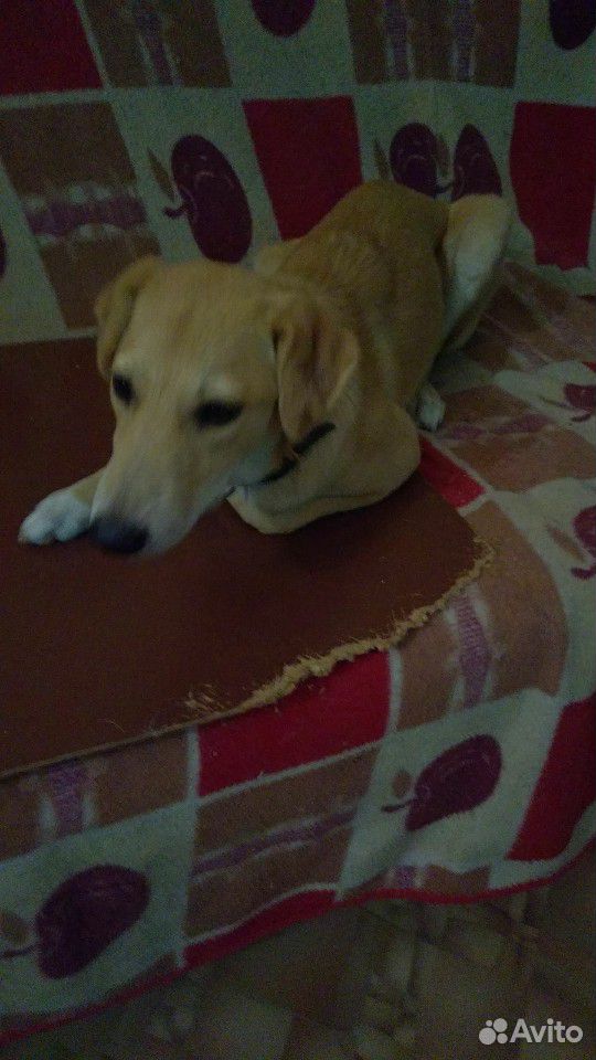 Щенок в добрые пуки